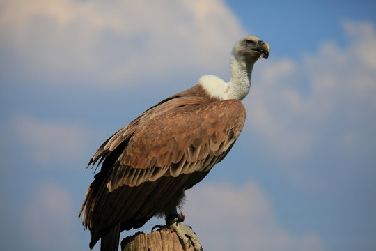 Pleitegeier Images – Parcourir 368 le catalogue de photos, vecteurs et ...