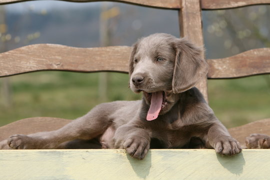 รูปภาพSomnoler – เลือกดูภาพถ่ายสต็อก เวกเตอร์ และวิดีโอ130 | Adobe Stock