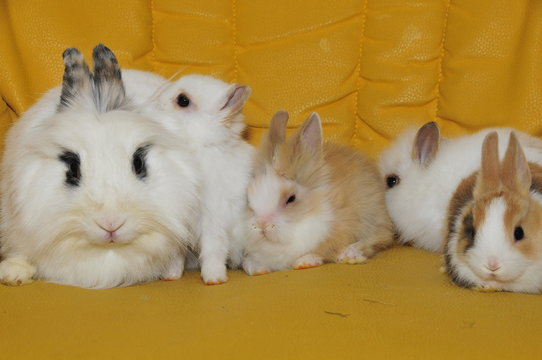 รูปภาพZitze – เลือกดูภาพถ่ายสต็อก เวกเตอร์ และวิดีโอ138 | Adobe Stock