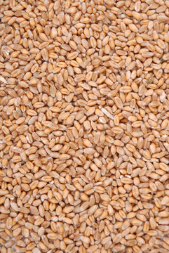 Caryopse Bilder – Durchsuchen 21,722 Archivfotos, Vektorgrafiken und ...