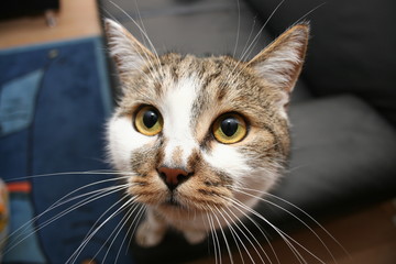 Fotos, lizenzfreie Bilder, Grafiken, Vektoren und Videos von "katze ...