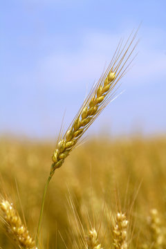 "Spiga Di Grano" Bilder – Durchsuchen 511 Archivfotos, Vektorgrafiken ...