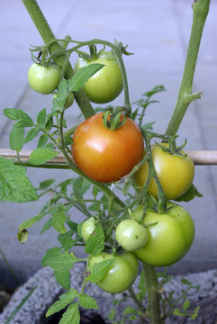 รูปภาพTomatenstaude – เลือกดูภาพถ่ายสต็อก เวกเตอร์ และวิดีโอ131 | Adobe ...