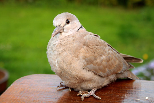 「Roucouler」の画像 - 61 件の Stock 写真、ベクターおよびビデオ | Adobe Stock