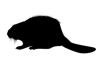 Diseño de castor pintado a mano | Vector Gratis