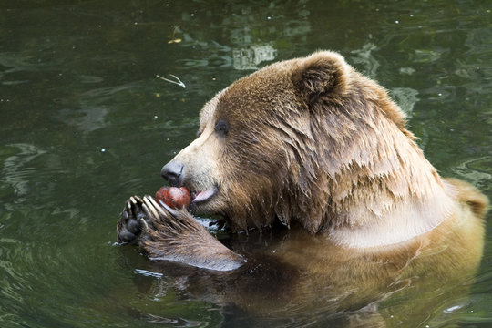 Fressender bilder – Bläddra bland 467 stockfoton, vektorer och videor ...