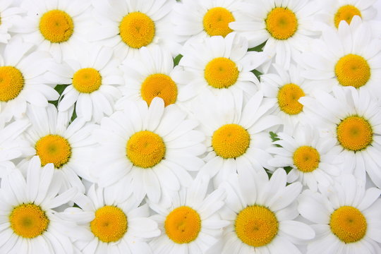 Kamillen Images – Browse 520 Stock Photos, Vectors, and Video | Adobe Stock