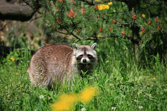 Racon Images – Browse 65 Stock Photos, Vectors, and Video | Adobe Stock