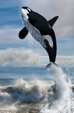 Free Willy Wallpaper
