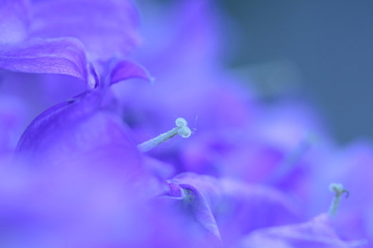 รูปภาพBlumenstrauch – เลือกดูภาพถ่ายสต็อก เวกเตอร์ และวิดีโอ157 | Adobe ...