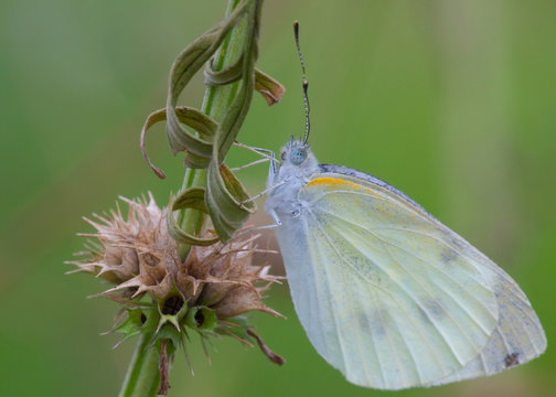 Papilionaceous Bilder – Durchsuchen 75 Archivfotos, Vektorgrafiken und ...