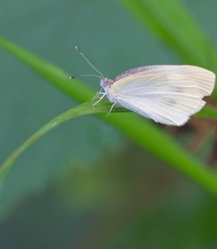 Papilionaceous Bilder – Durchsuchen 75 Archivfotos, Vektorgrafiken und ...