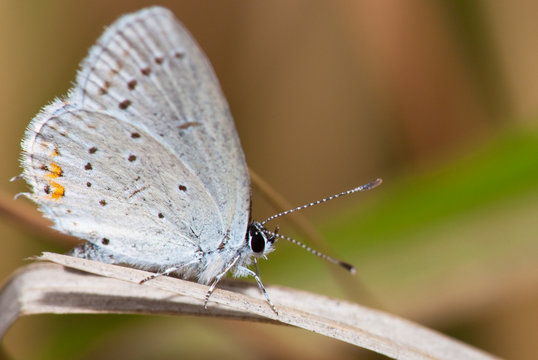 Papilionaceous Bilder – Durchsuchen 75 Archivfotos, Vektorgrafiken und ...