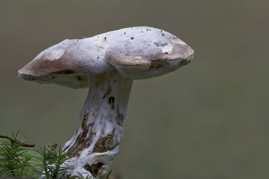 「Befallen」の写真素材 | 870件の無料イラスト画像 | Adobe Stock