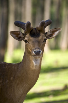 Walf Images – Browse 57 Stock Photos, Vectors, and Video | Adobe Stock