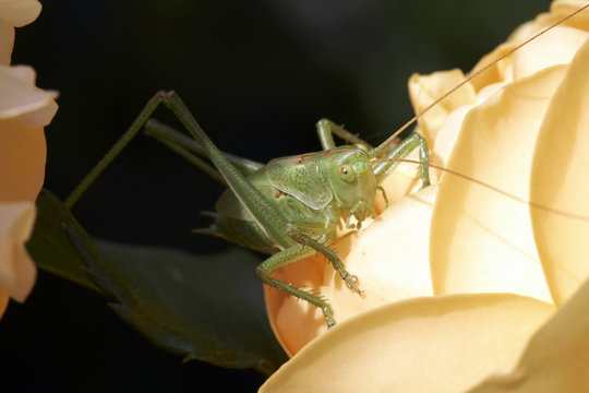 รูปภาพChitinpanzer – เลือกดูภาพถ่ายสต็อก เวกเตอร์ และวิดีโอ169 | Adobe ...