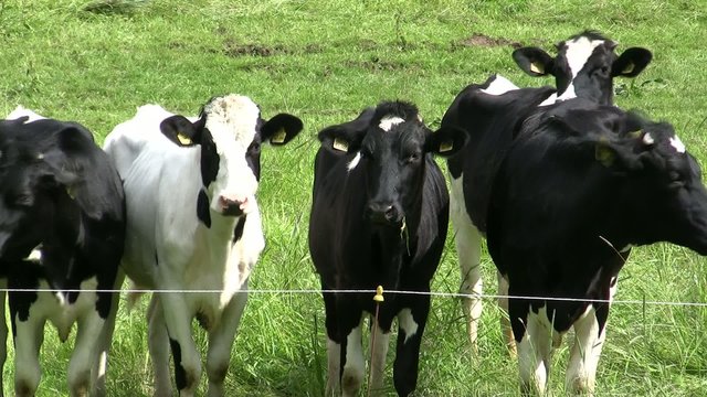 รูปภาพBullen – เลือกดูภาพถ่ายสต็อก เวกเตอร์ และวิดีโอ883 | Adobe Stock