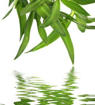 Marcottage Images – Browse 56 Stock Photos, Vectors, and Video | Adobe ...