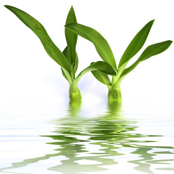 Marcottage Images – Browse 45 Stock Photos, Vectors, and Video | Adobe ...