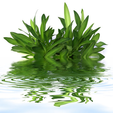 Marcottage Images – Browse 45 Stock Photos, Vectors, and Video | Adobe ...