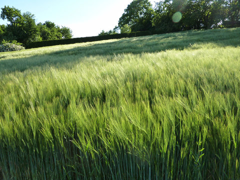 「Gerstenfeld」の写真素材 | 3,823件の無料イラスト画像 | Adobe Stock
