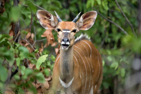 Afbeeldingen over "Bush Buck" – Blader in stockfoto's, vectoren en ...