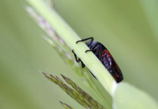 Imagens de Sercope – Explore Fotografias do Stock, Vetores e Vídeos de ...