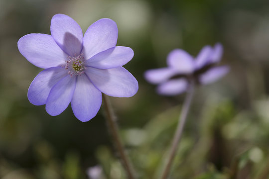 Leberblume Imagens – Procure 89 fotos, vetores e vídeos | Adobe Stock