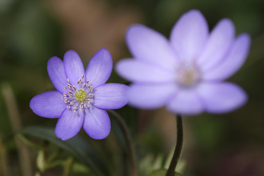 รูปภาพLeberblume – เลือกดูภาพถ่ายสต็อก เวกเตอร์ และวิดีโอ99 | Adobe Stock