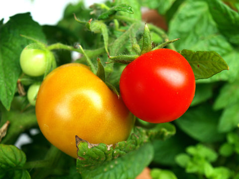 Tomatenstaude bilder – Bläddra bland 132 stockfoton, vektorer och ...