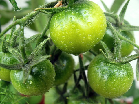 Tomatenstaude bilder – Bläddra bland 132 stockfoton, vektorer och ...