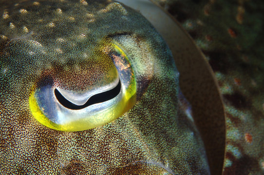 「Fisch-Eye」の写真素材 | 2,820件の無料イラスト画像 | Adobe Stock