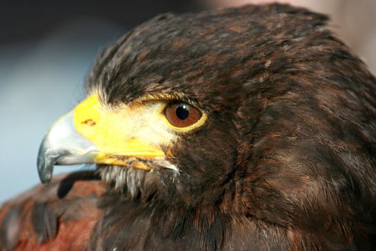 Rapaci Imagens – Procure 500 fotos, vetores e vídeos | Adobe Stock