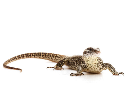 "Timor Tree Monitor" Images – Browse 105 Stock Photos, Vectors, and ...