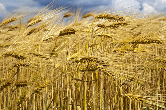 รูปภาพGetreideart – เลือกดูภาพถ่ายสต็อก เวกเตอร์ และวิดีโอ756 | Adobe Stock