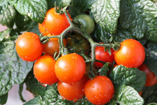 Tomatenstaude Bilder – Durchsuchen 394 Archivfotos, Vektorgrafiken und ...