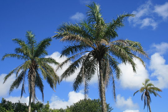 「Dendezeiro」の画像 - 12 件の Stock 写真、ベクターおよびビデオ | Adobe Stock