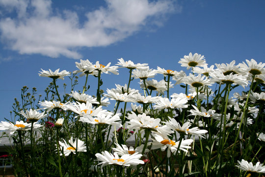 Daysies Images – Browse 223 Stock Photos, Vectors, and Video | Adobe Stock