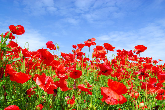 dzain photos, images, assets | Adobe Stock