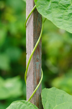 Bohnenstange Images – Browse 55 Stock Photos, Vectors, and Video ...