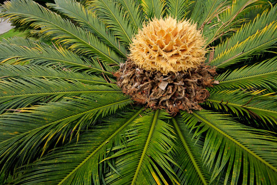 Cycad Tree