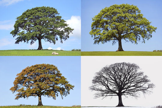 Seasons Of The Year Tree