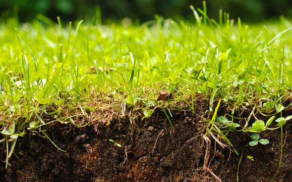 Grasnarbe Imagens – Procure 398 fotos, vetores e vídeos | Adobe Stock