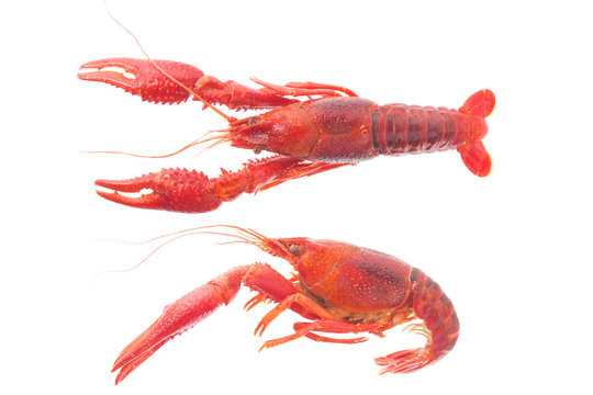 Craw-Fish Images – Browse 280 Stock Photos, Vectors, and Video | Adobe ...