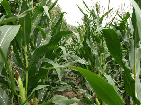 Genmanipuliert bilder – Bläddra bland 642 stockfoton, vektorer och ...