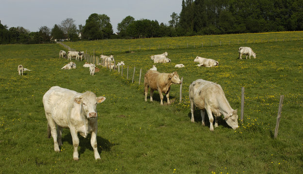 "Vach Bilder – Durchsuchen 328 Archivfotos, Vektorgrafiken und Videos ...