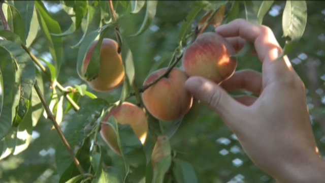 Pesche Images – Browse 3,130 Stock Photos, Vectors, and Video | Adobe Stock