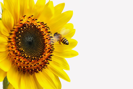 Capuyo bilder – Bläddra bland 65 stockfoton, vektorer och videor ...