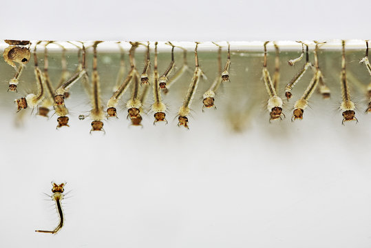 「Larven」の画像 - 2,433 件の Stock 写真、ベクターおよびビデオ | Adobe Stock