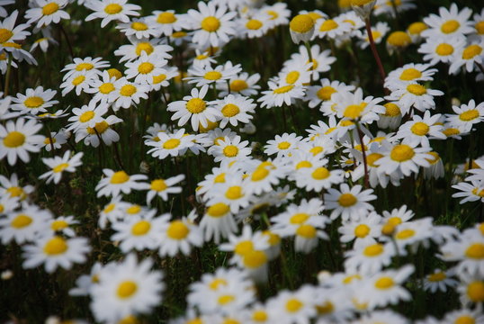 「Malmequer」の写真素材 | 769件の無料イラスト画像 | Adobe Stock